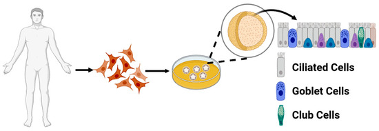 Cancers Free Full Text Patient Derived Ex Vivo Cancer Models In
