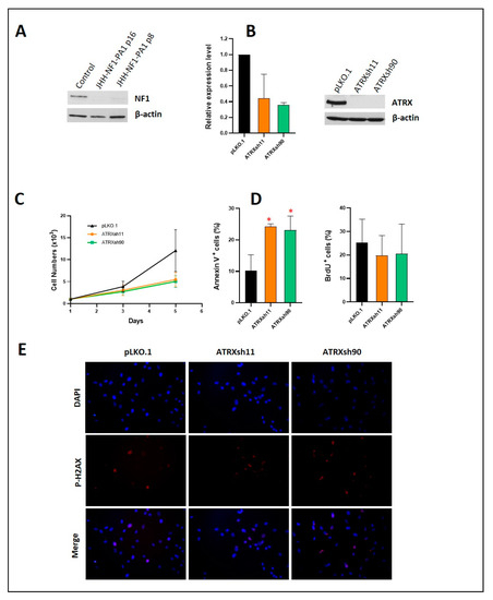 Therapeutic Vulnerability to ATR Inhibition in Concurrent NF1 and ATRX ...