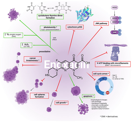 The New Face of a Well-Known Antibiotic: A Review of the Anticancer ...