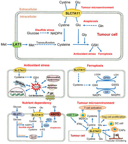 The Role of SLC7A11 in Cancer: Friend or Foe?