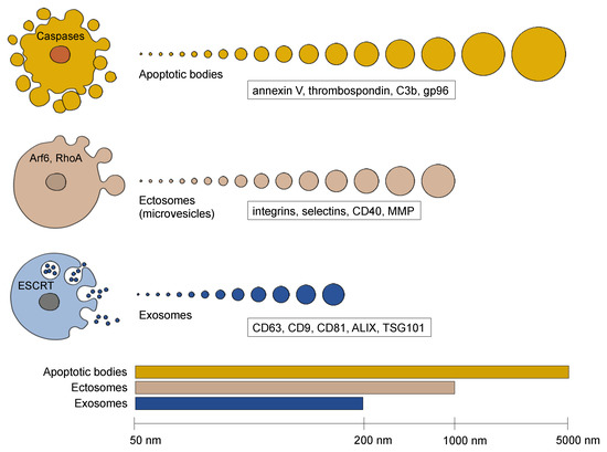 Cancers | Free Full-Text | The Role of Extracellular Vesicles in Melanoma Progression
