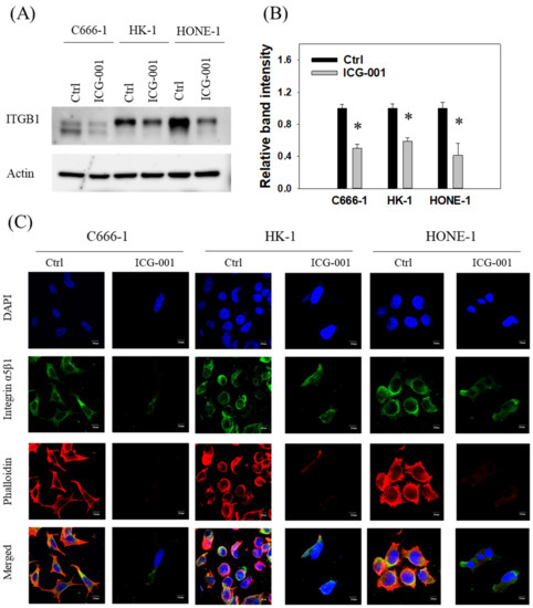 The CBP/β-Catenin Antagonist, ICG-001, Inhibits Tumor Metastasis via ...