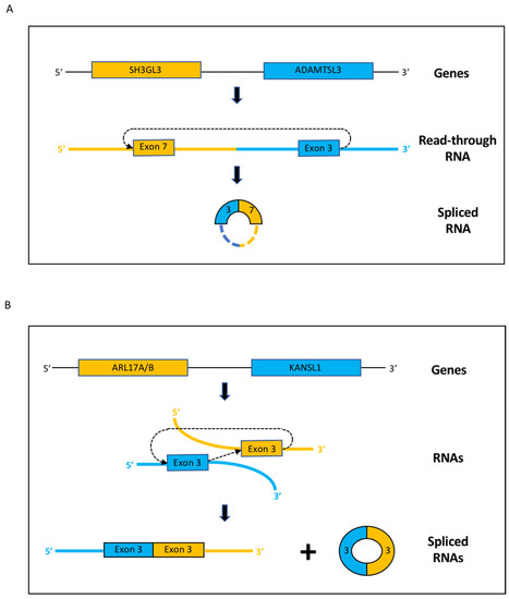 Circular and Fusion RNAs in Medulloblastoma Development