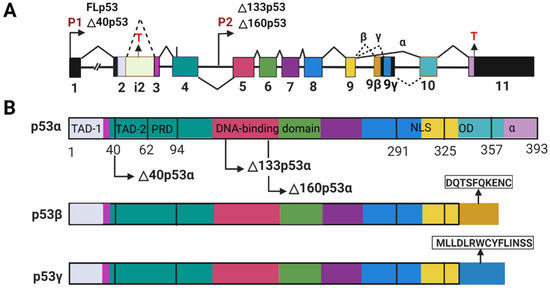p53 Isoforms as Cancer Biomarkers and Therapeutic Targets