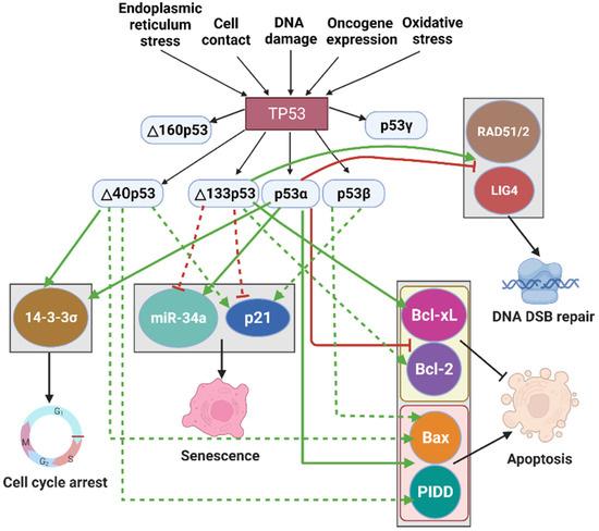p53 Isoforms as Cancer Biomarkers and Therapeutic Targets