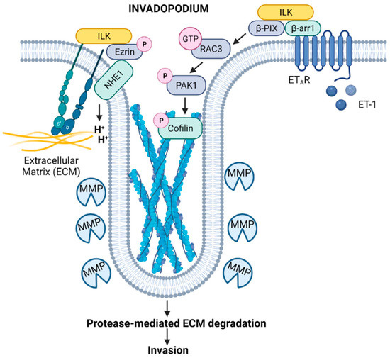 New Perspectives on the Role of Integrin-Linked Kinase (ILK) Signaling ...
