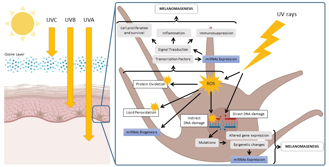 Cancers | Free Full-Text | Oxidative-Stress-Sensitive microRNAs in UV ...