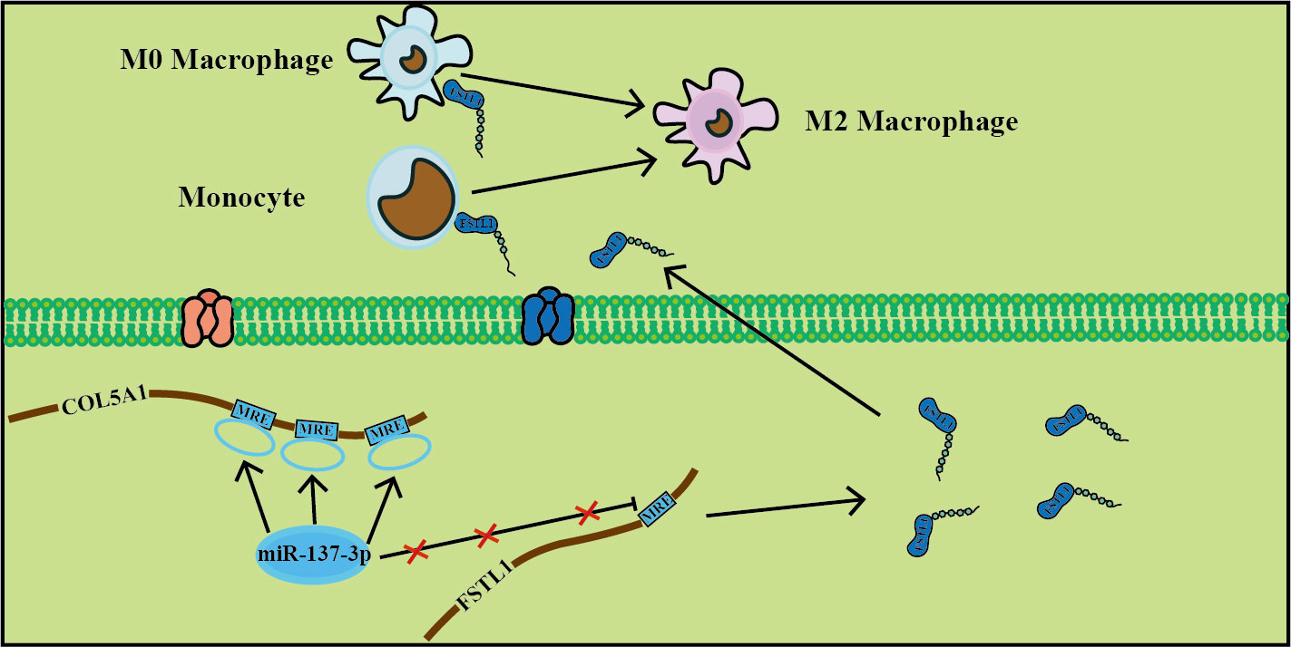 Cancers | Free Full-Text | COL5A1 Promotes the Progression of Gastric ...