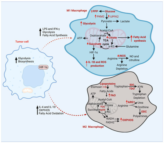 Cancers | Free Full-Text | The Role of Metabolic Plasticity of Tumor ...
