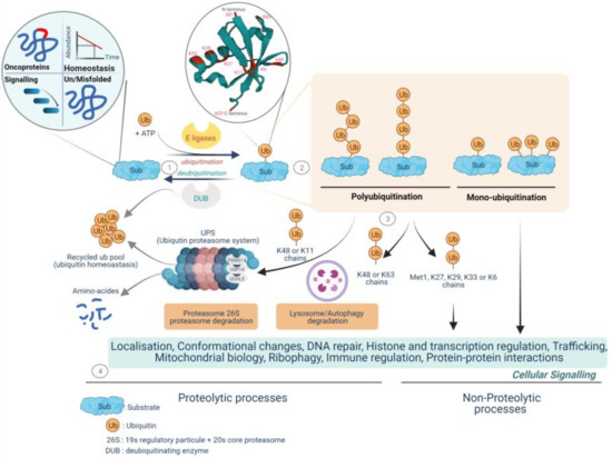 Emerging Role of Deubiquitinating Enzymes (DUBs) in Melanoma Pathogenesis
