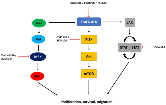 Alternative Treatment Options to ALK Inhibitor Monotherapy for EML4-ALK ...