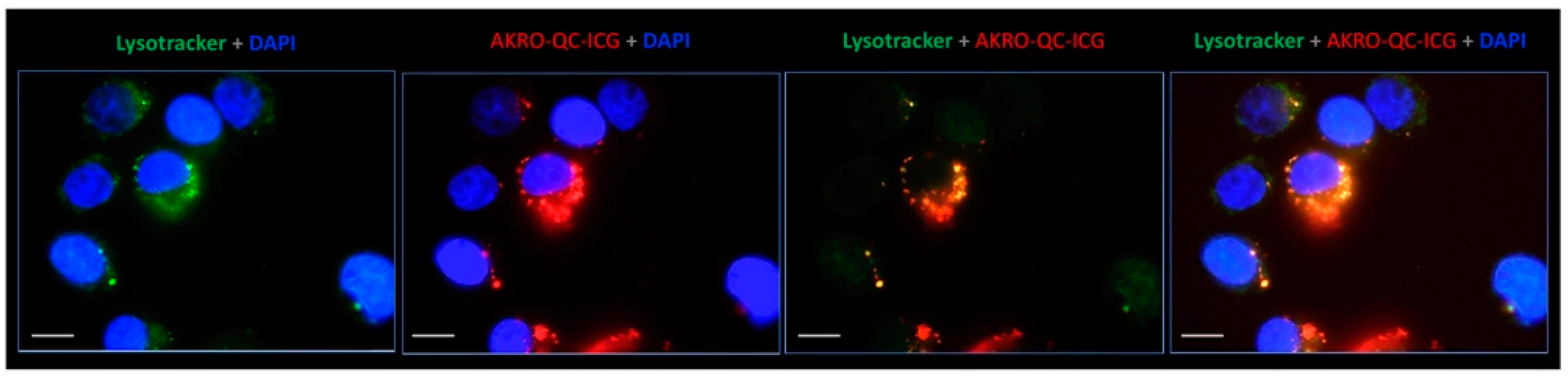 Formulation of a Thermosensitive Imaging Hydrogel for Topical ...