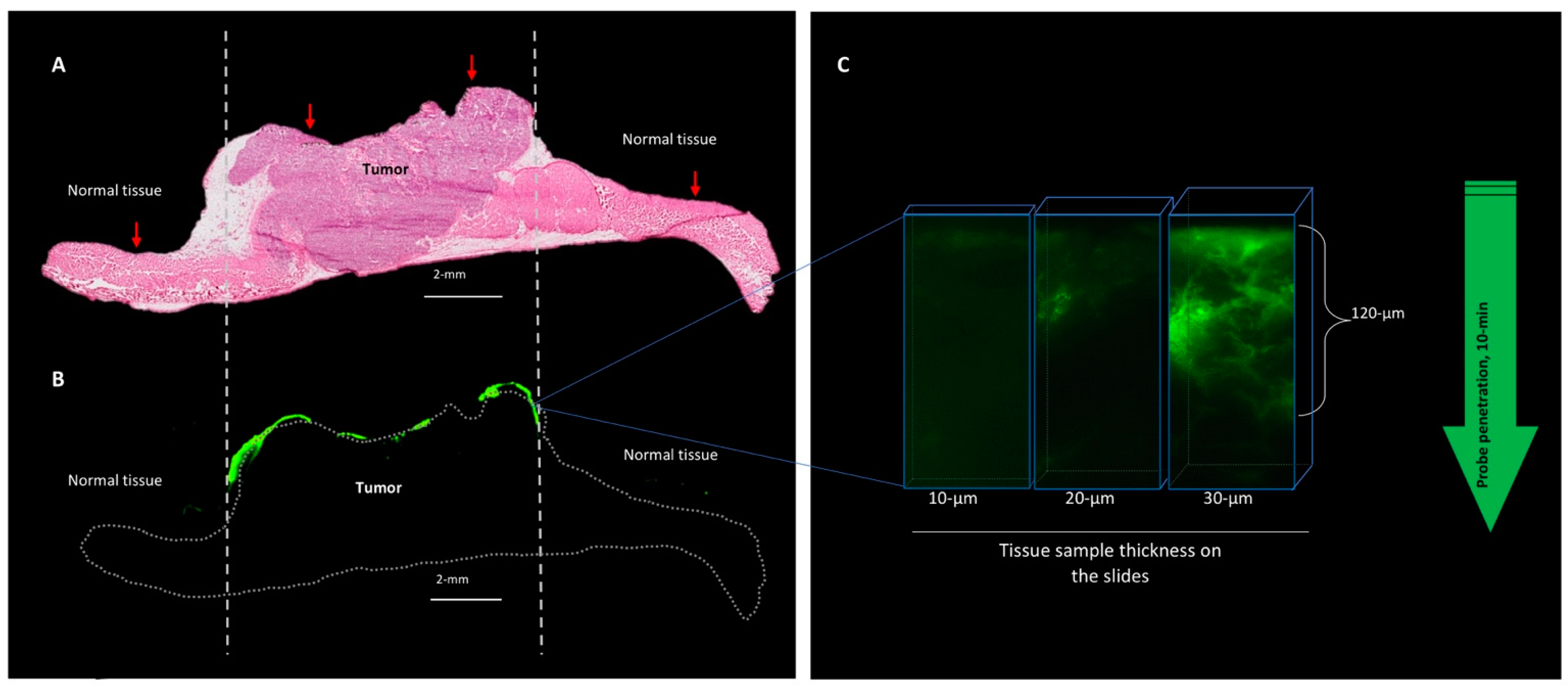 Formulation of a Thermosensitive Imaging Hydrogel for Topical ...