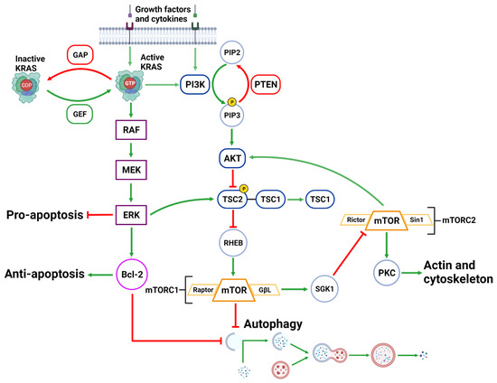 Autophagy: A Key Player in Pancreatic Cancer Progression and a ...