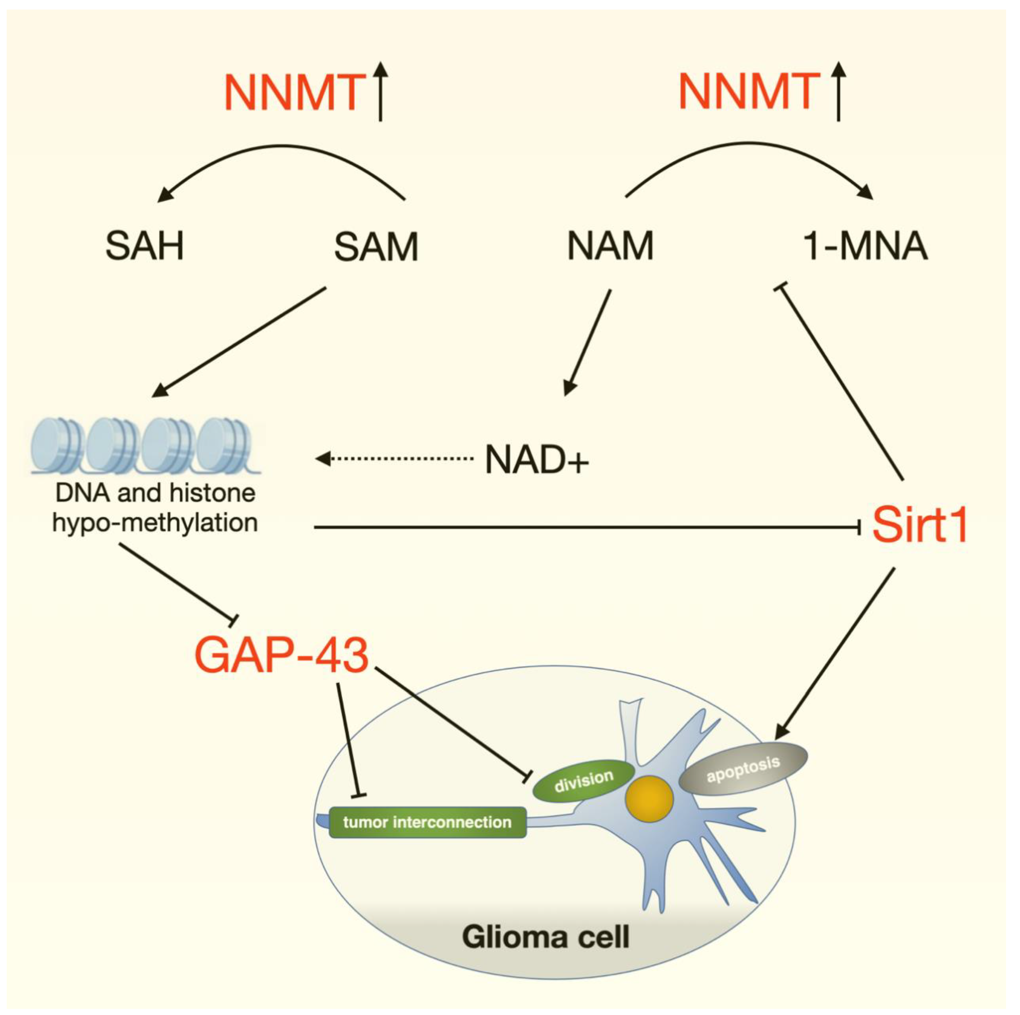 Overexpression of NNMT in Glioma Aggravates Tumor Cell Progression: An ...