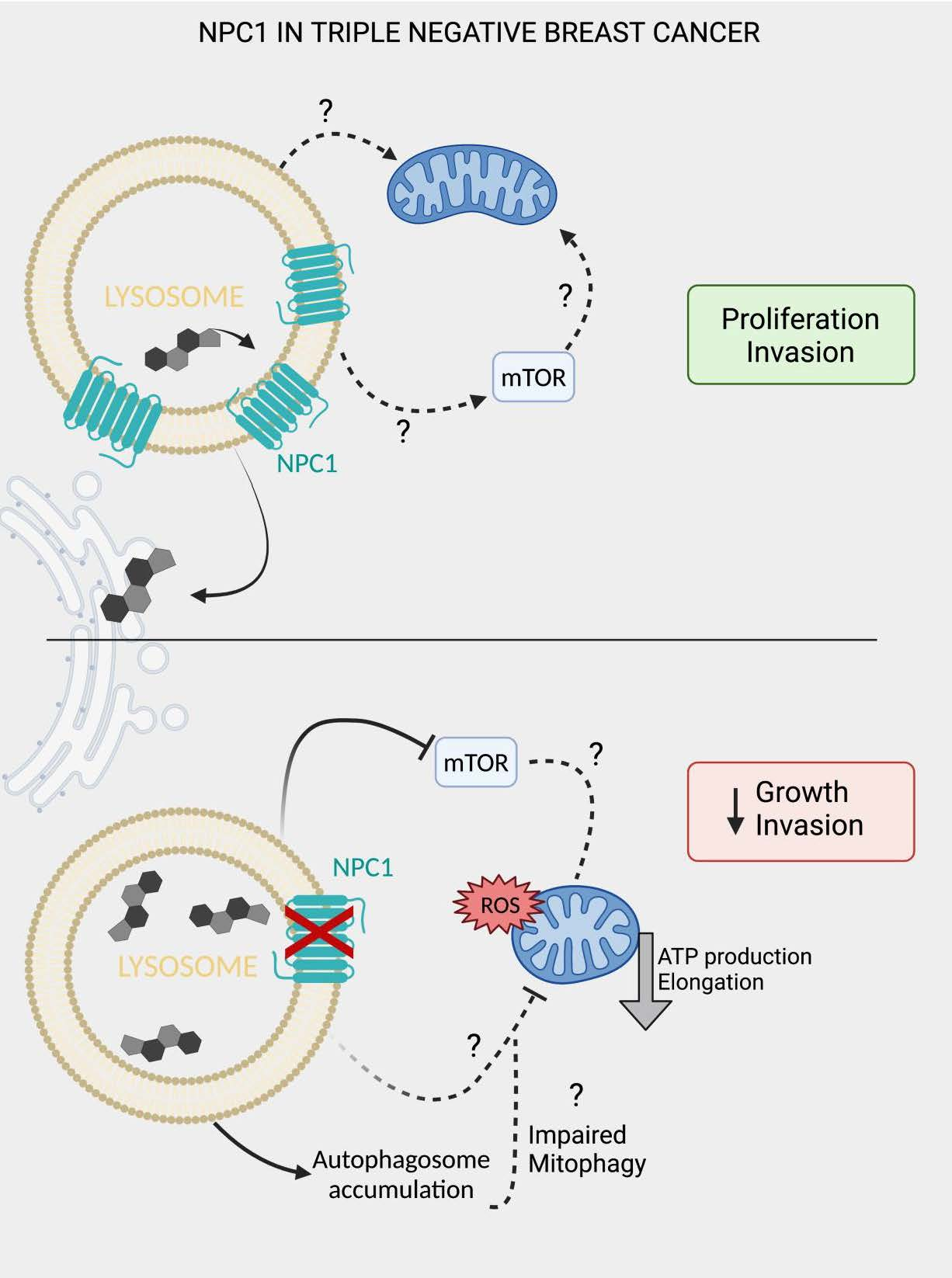 Cancers | Free Full-Text | NPC1 Confers Metabolic Flexibility in Triple ...