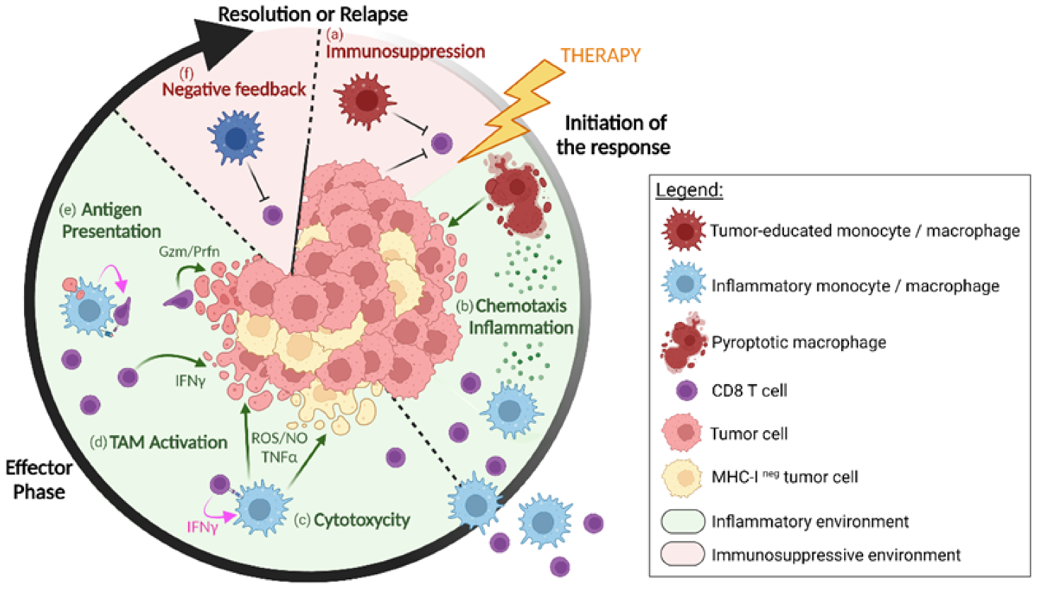 Cancers Free Full Text Dynamic Cd8 T Cell Cooperation With