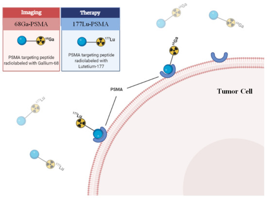 PSMA PET Imaging and Therapy in Adenoid Cystic Carcinoma and Other ...