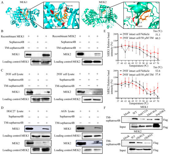 Tegaserod Maleate Suppresses the Growth of Gastric Cancer In Vivo and ...