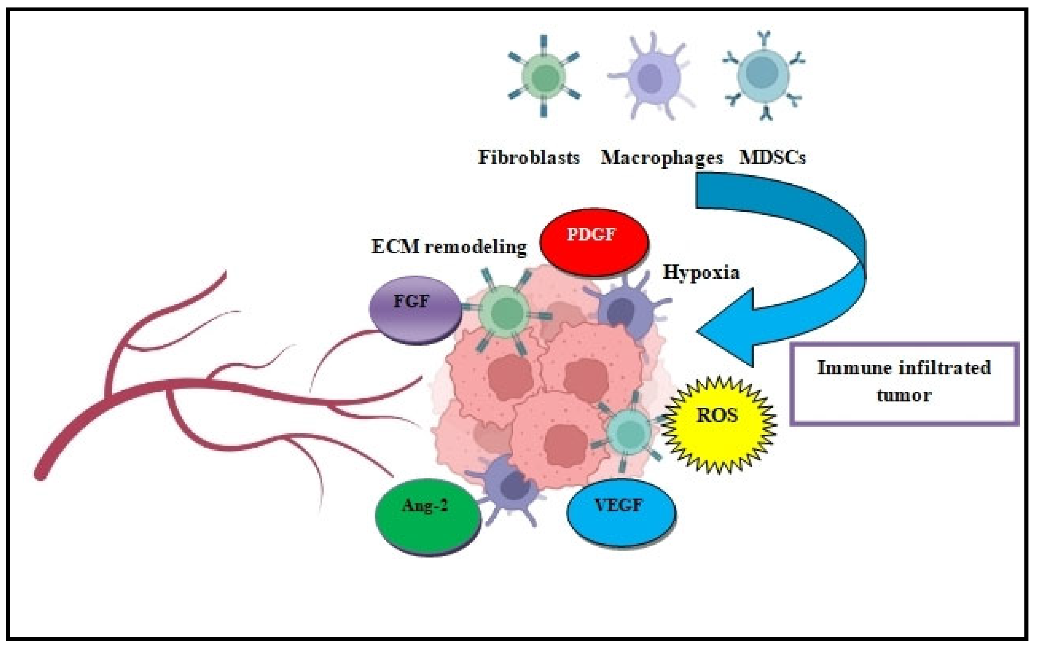 Cancers Free Full Text Molecular And Immune Phenotypic