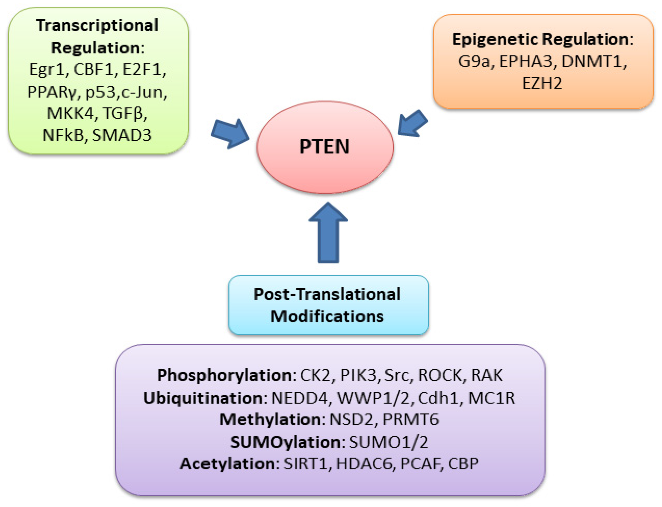 Cancers Free Full Text Pten Dual Lipid And Protein Phosphatase