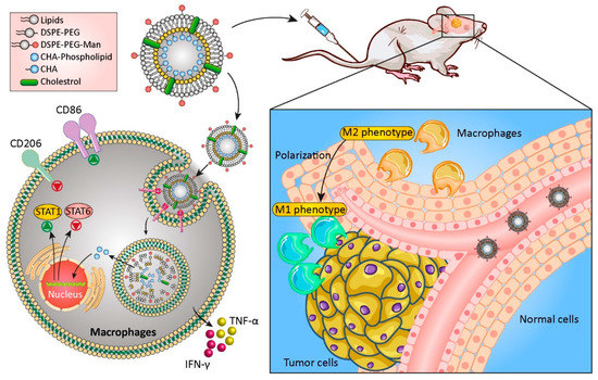 Cancers | An Open Access Journal from MDPI