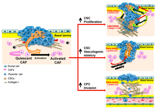 Cancer Associated Fibroblast (CAF) Regulation of PDAC Parenchymal (CPC ...