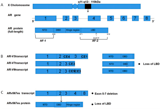 Cancers | Free Full-Text | Advances in the Current Understanding of the ...