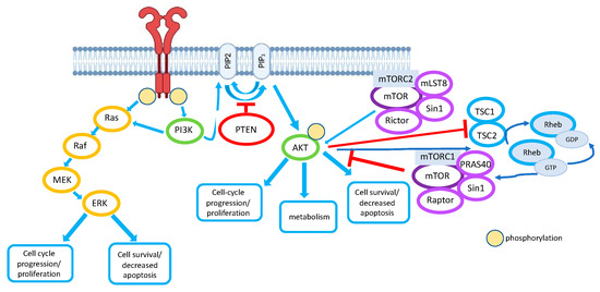 Cancers Free Full Text The Role Of Pten In Epithelial Mesenchymal