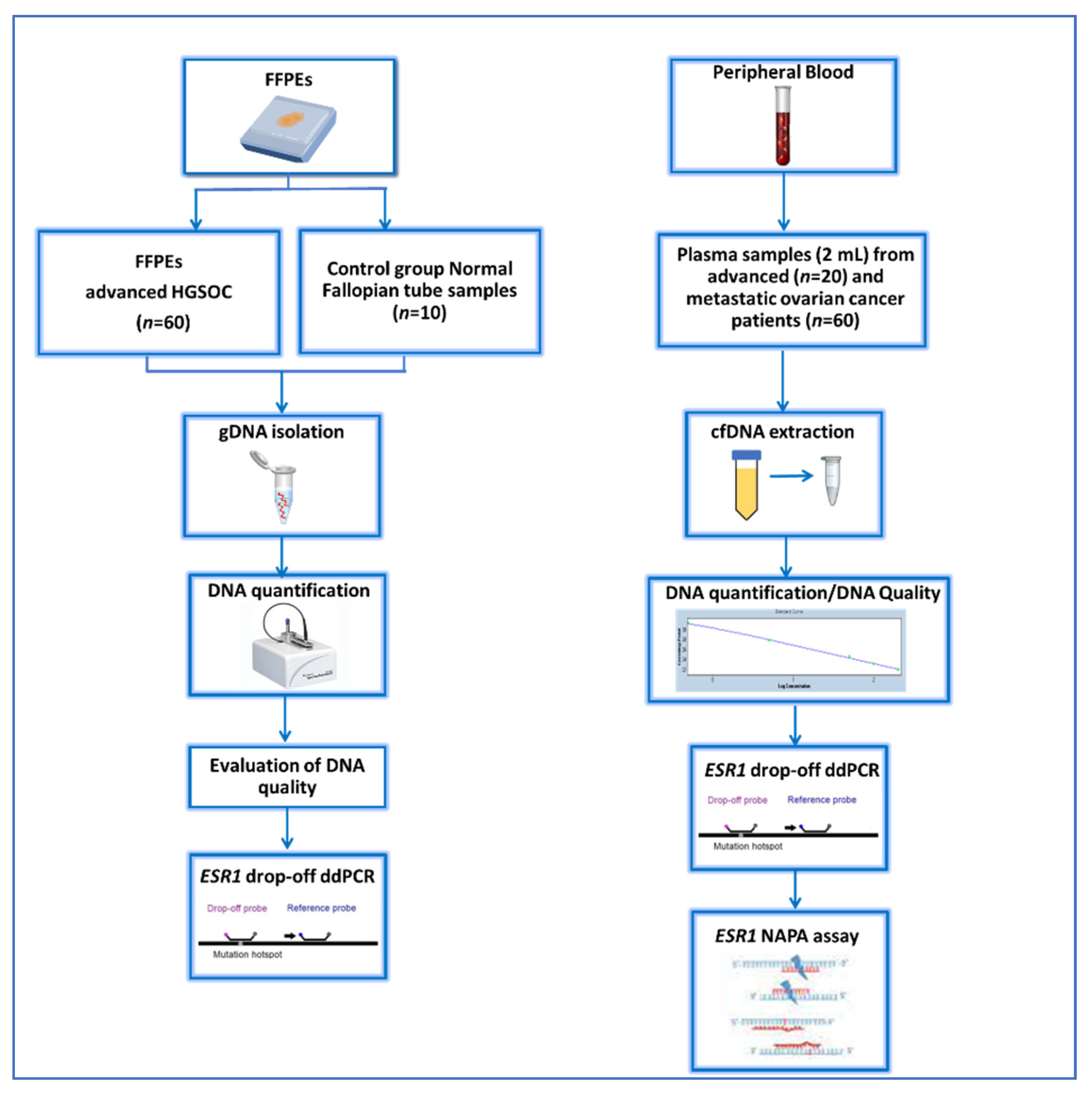 Detection of ESR1 Mutations in Primary Tumors and Plasma Cell-Free DNA in High-Grade Serous ...