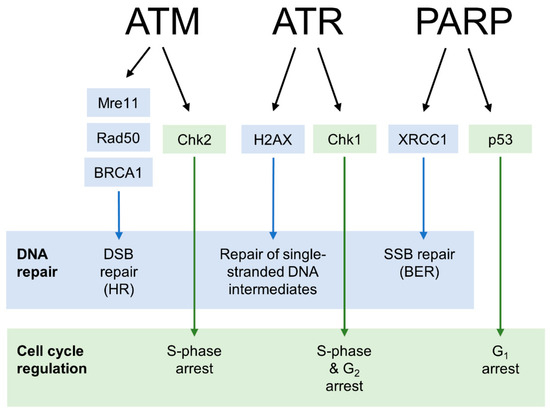 DNA Repair Inhibitors Potentiate Fractionated Radiotherapy More Than ...