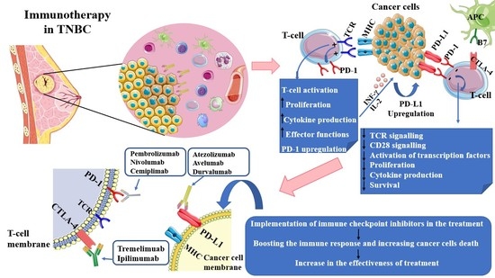Cancers | Free Full-Text | Modern Immunotherapy in the Treatment of ...