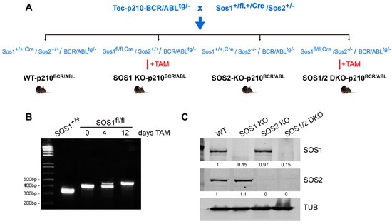 Cancers | Free Full-Text | Critical Requirement of SOS1 for Development ...