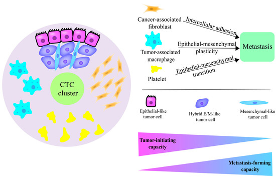 Insights into Circulating Tumor Cell Clusters: A Barometer for ...