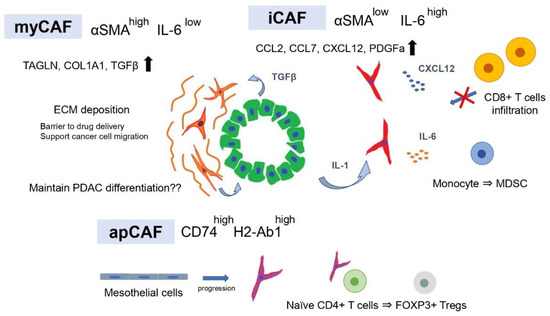 Cancers | Free Full-Text | Heterogeneity of Cancer-Associated ...