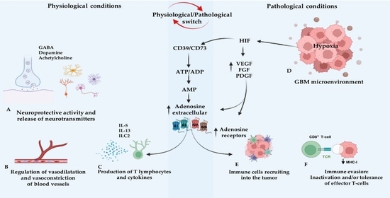 Cancers | Free Full-Text | Adenosine Targeting as a New Strategy to Decrease Glioblastoma ...