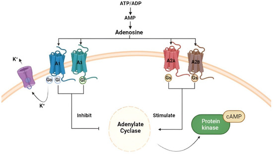 Adenosine Targeting as a New Strategy to Decrease Glioblastoma Aggressiveness