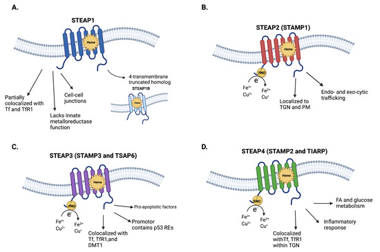 STEAP1–4 (Six-Transmembrane Epithelial Antigen of the Prostate 1–4) and ...