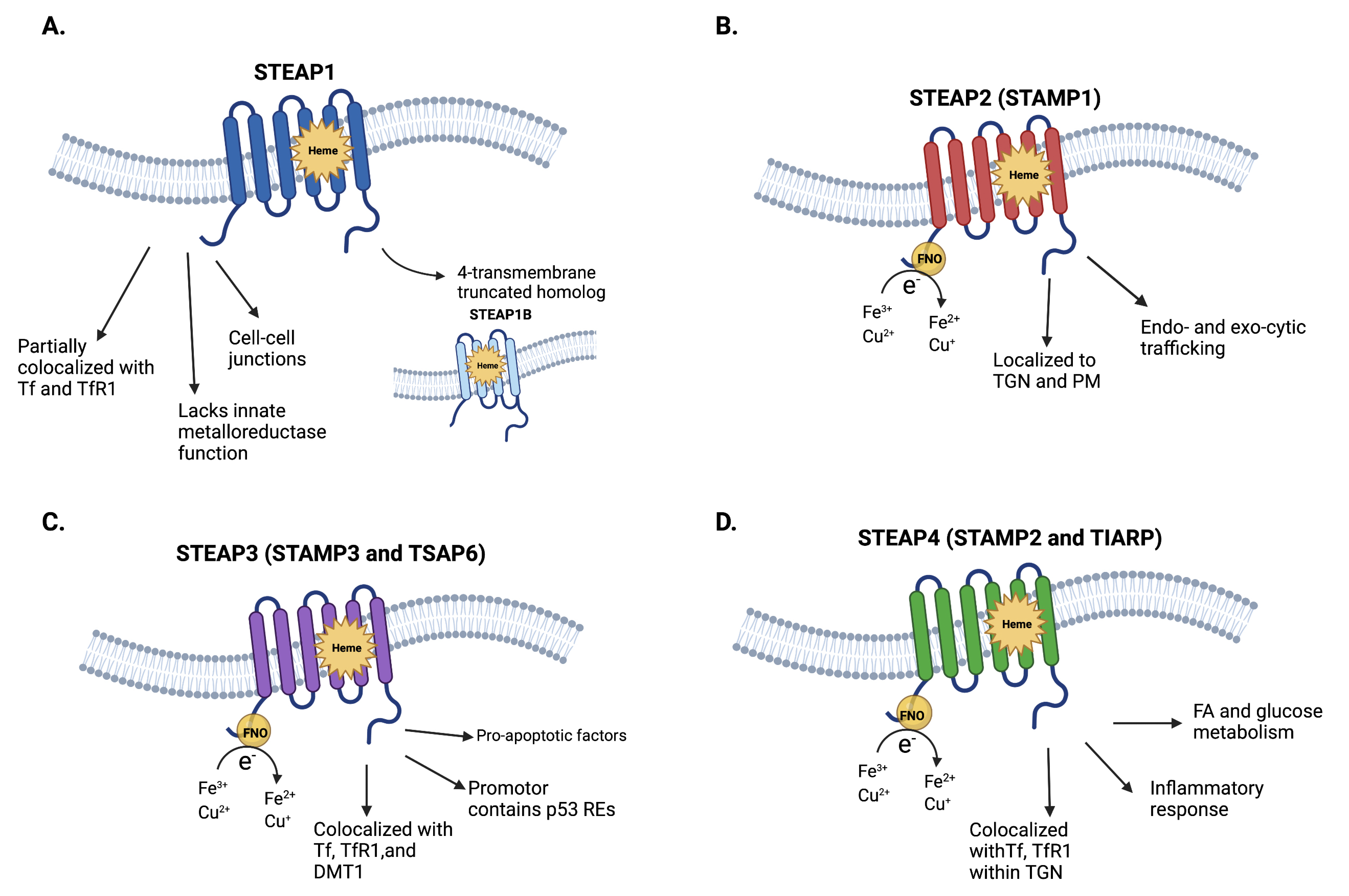Cancers | Free Full-Text | STEAP1–4 (Six-Transmembrane Epithelial Antigen of the Prostate 1–4 ...