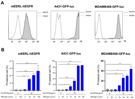 Optimal Light Dose for hEGFR-Targeted Near-Infrared Photoimmunotherapy