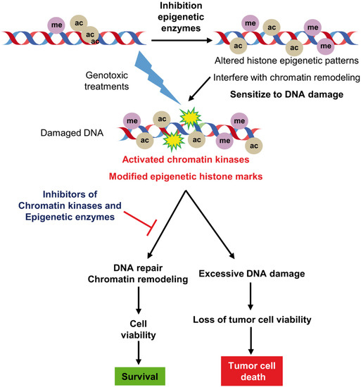 Cancers | Free Full-Text | Targeting Histone Epigenetic Modifications ...