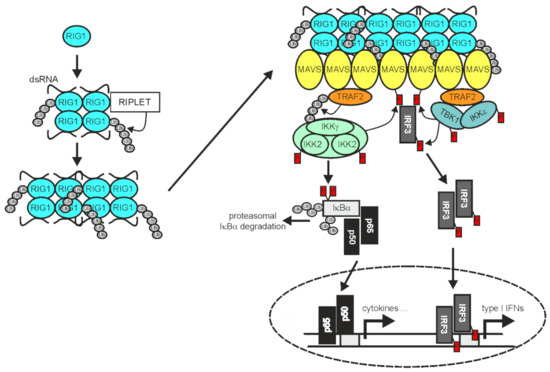 TNF Receptor Associated Factor 2 (TRAF2) Signaling in Cancer