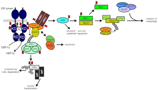 TNF Receptor Associated Factor 2 (TRAF2) Signaling in Cancer