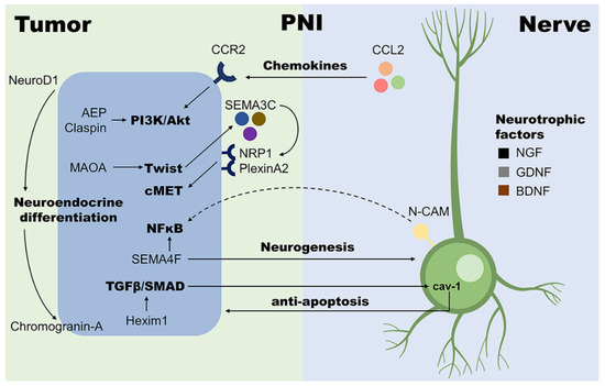 Cancers | Free Full-Text | The Role of Perineural Invasion in Prostate Cancer and Its Prognostic ...