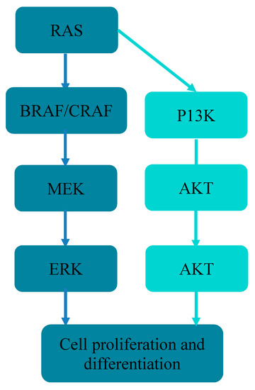 BRAF Mutations in Colorectal Liver Metastases: Prognostic Implications ...