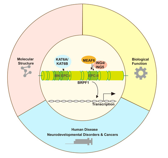 Cancers | Free Full-Text | BRPF1-KAT6A/KAT6B Complex: Molecular ...