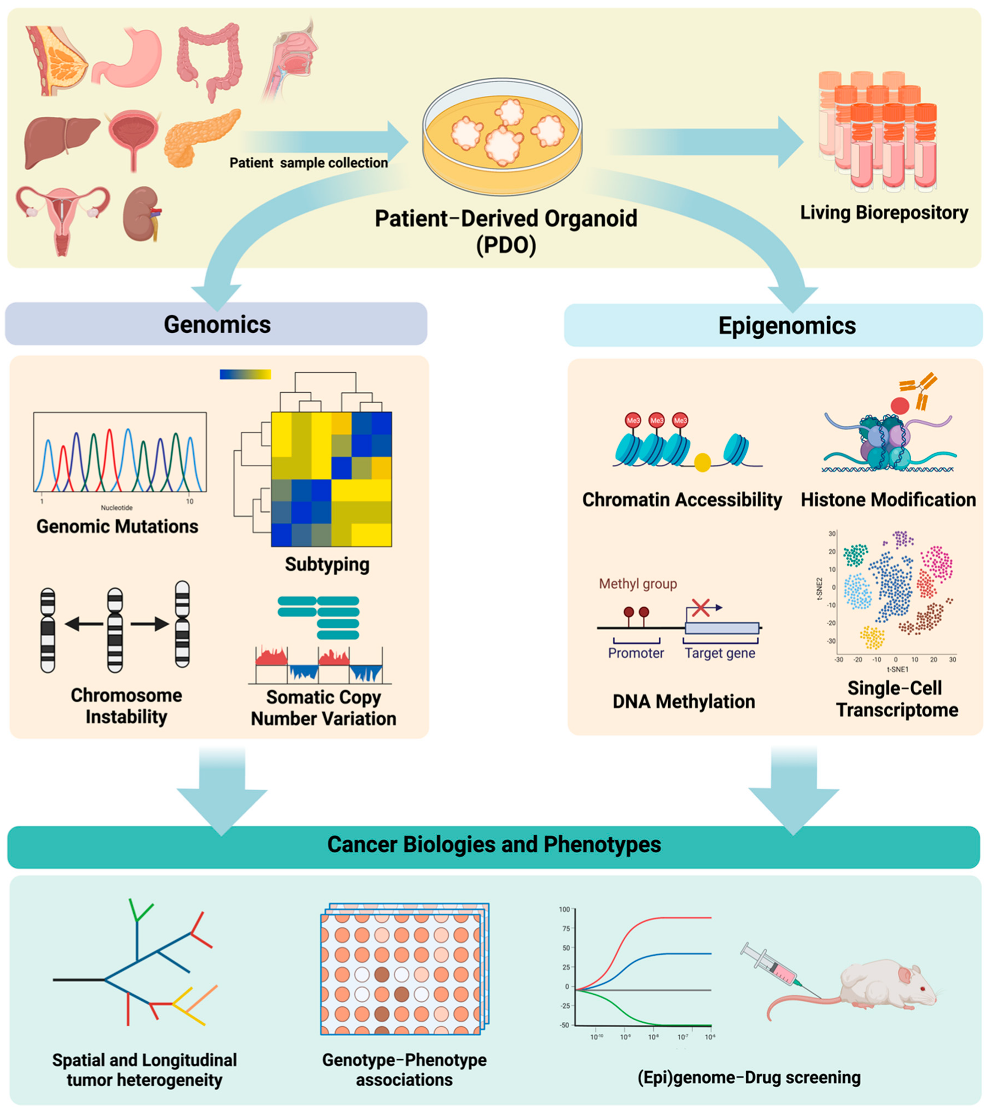 Genomic and Epigenomic Characterization of Tumor Organoid Models