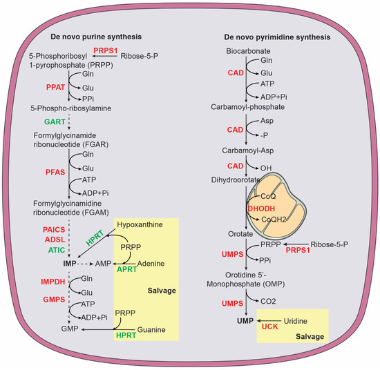 MYCN and Metabolic Reprogramming in Neuroblastoma