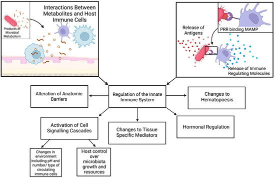 Cancers | Free Full-Text | A Review of the Role of Oral Microbiome in ...