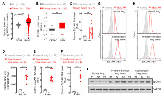 Dynamic Expression of EpCAM in Primary and Metastatic Lung Cancer Is Controlled by Both Genetic ...